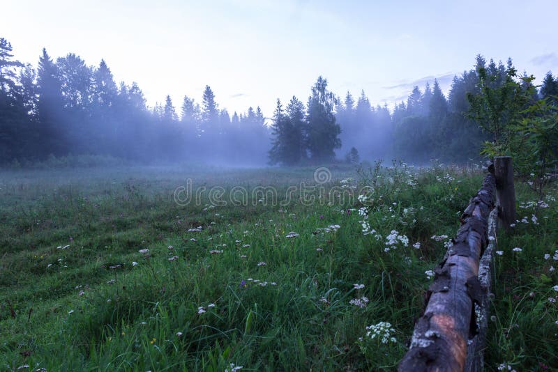 Fog in the forest glade stock photo. Image of journey - 139725392