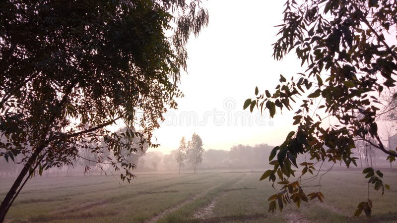 Indian forest way stock photo. Image of lyptus, india - 144062026