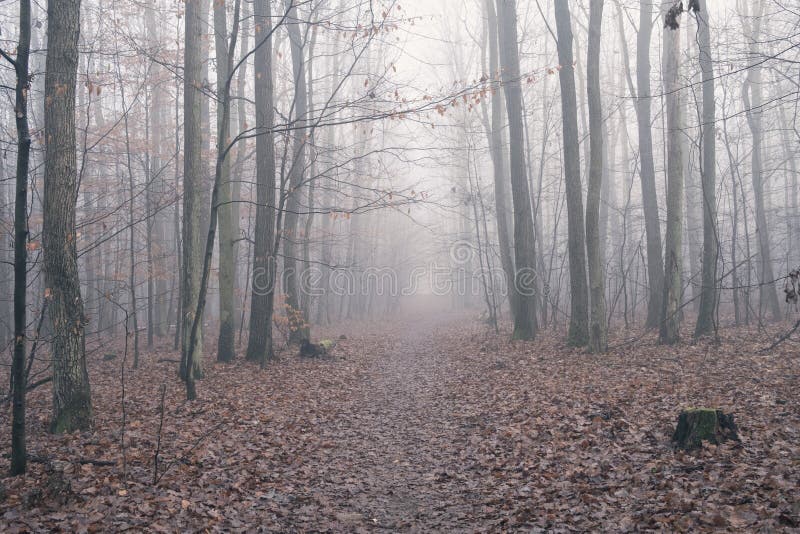 Fog in autumn forest stock photo. Image of winter, park - 215584974