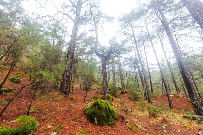 Fog in the forest stock image. Image of october, mist - 91574723
