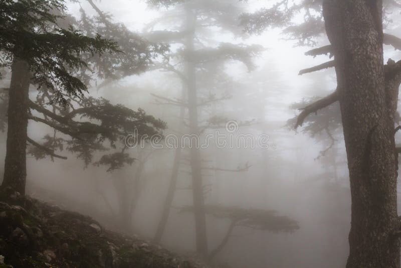 Fog in the forest stock image. Image of october, november - 91574745