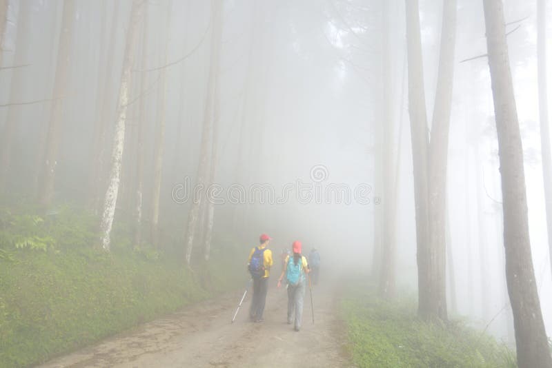 Fog in the forest editorial photography. Image of forest - 73263012