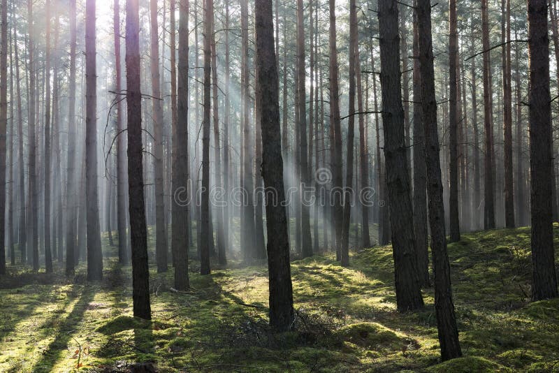 Fog in the forest. stock photo. Image of tall, pine, illuminated - 80700734