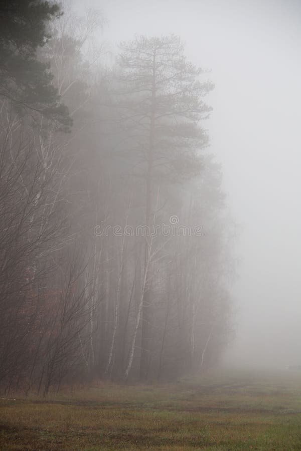Fog in Forest after Rain. Green Forest with Fog Stock Image - Image of ...