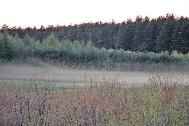Fog in the forest. Sky stock photo. Image of animal - 182646278