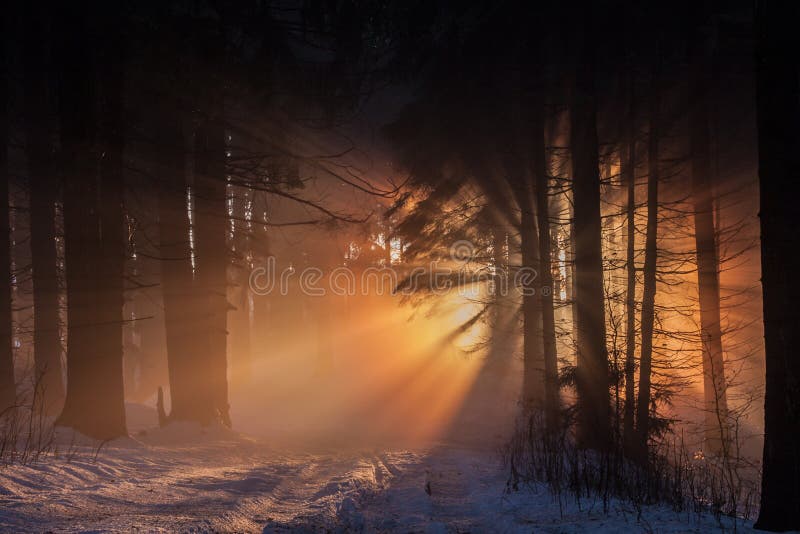 Fog in forest stock photo. Image of october, outdoors - 36221580