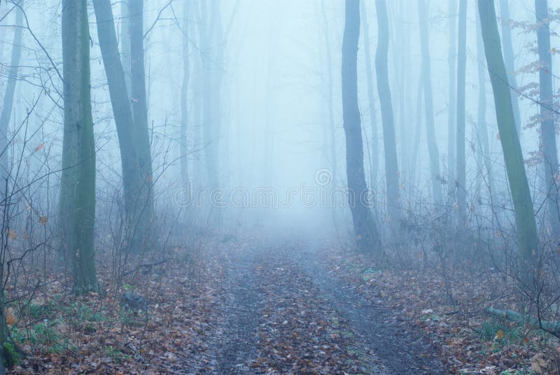 Fog in the forest stock photo. Image of evening, woods - 117710356