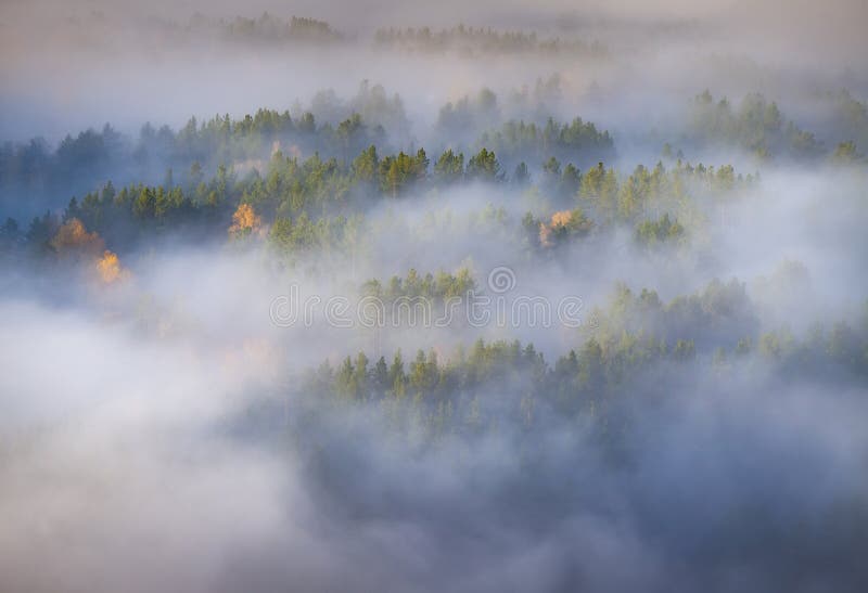 Fog in the Forest, View from Above Stock Image - Image of serenity ...