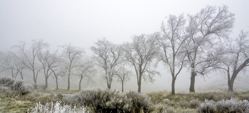 Fog Forest in Winter with Trees and Frost Stock Image - Image of winter ...