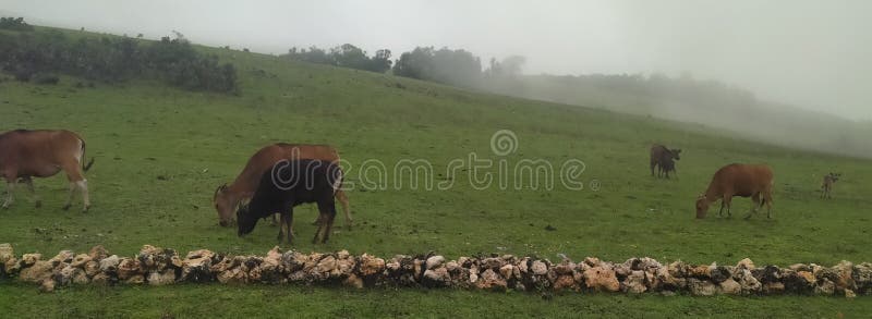 Fog in the Fulan Fehan Meadow Stock Image - Image of agriculture ...