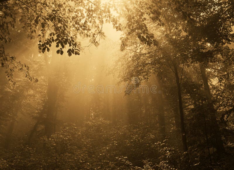 Fog in gold forest stock photo. Image of perspective - 15907388