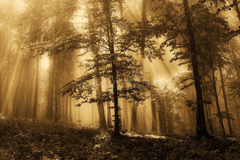 Deep Dark Woods with Creepy Fog Stock Photo - Image of mysterious ...