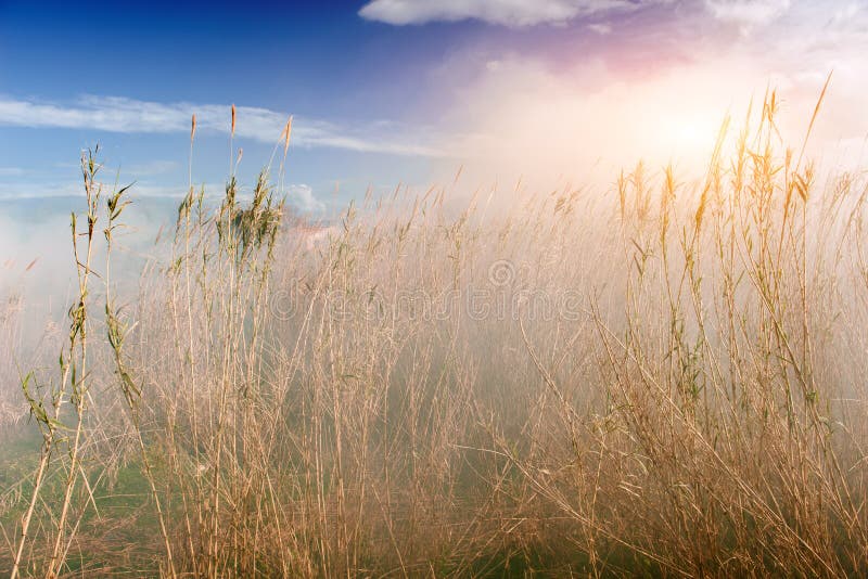 Fog between grass stock image. Image of field, plant - 85720359