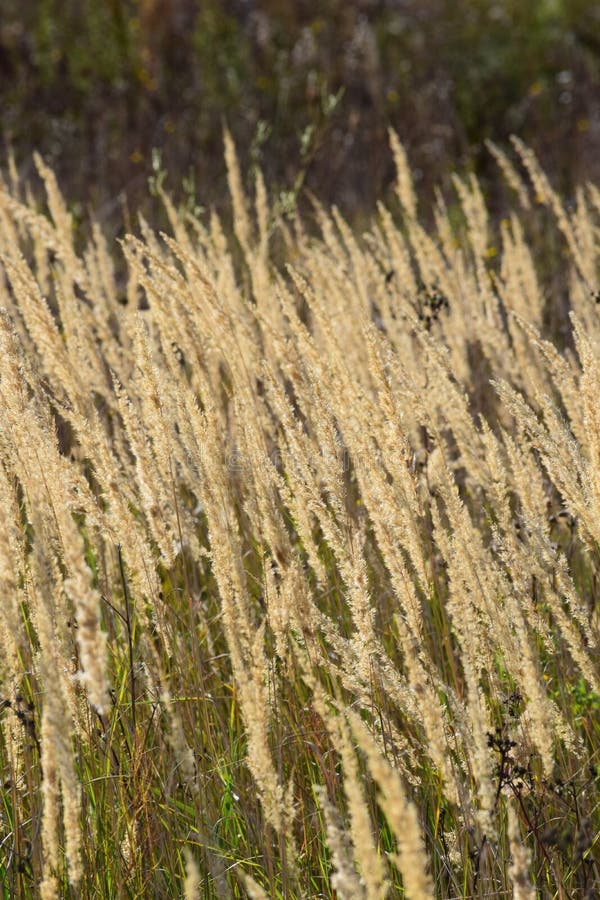 Fog Grass in the Morninglight Stock Image - Image of yorkshire, meadow ...