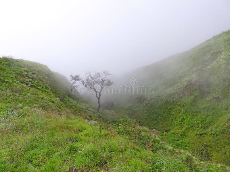 Fog in Green Valley, a Tree in the Mist, Indonesia Mount Rinjani Stock ...
