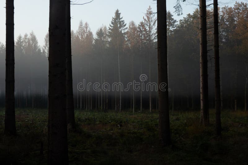 Fog Hanging Over a Clearing in the Forest Stock Image - Image of ...