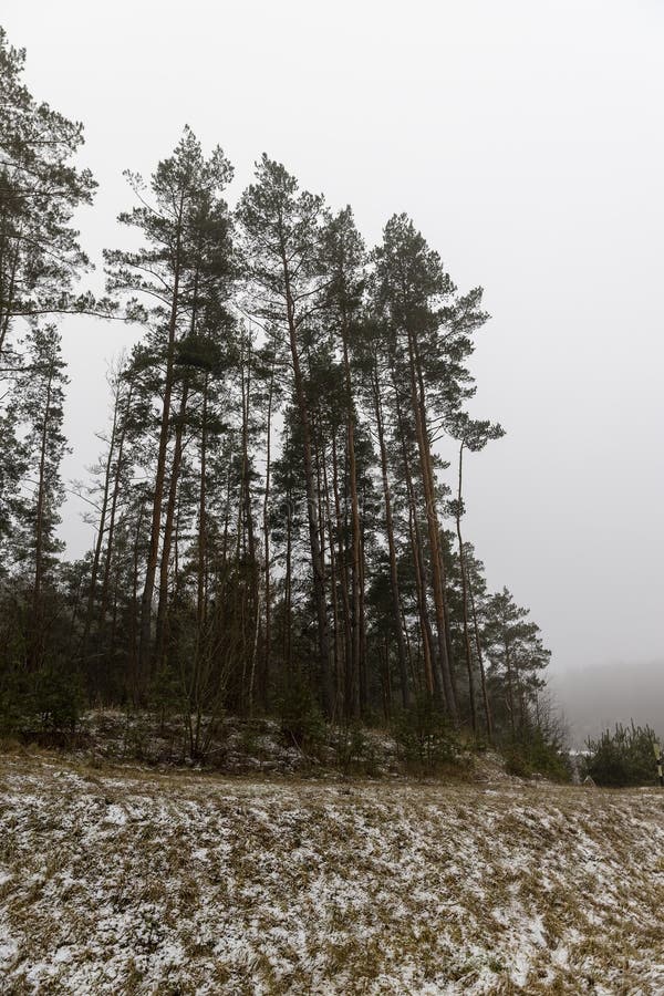 Fog and Haze in Winter with Pine Trees Stock Photo - Image of tall ...