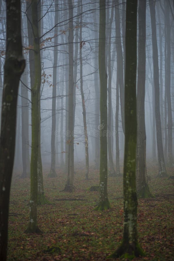Fog Landscape in the Morning Stock Image - Image of face, forest: 203534093