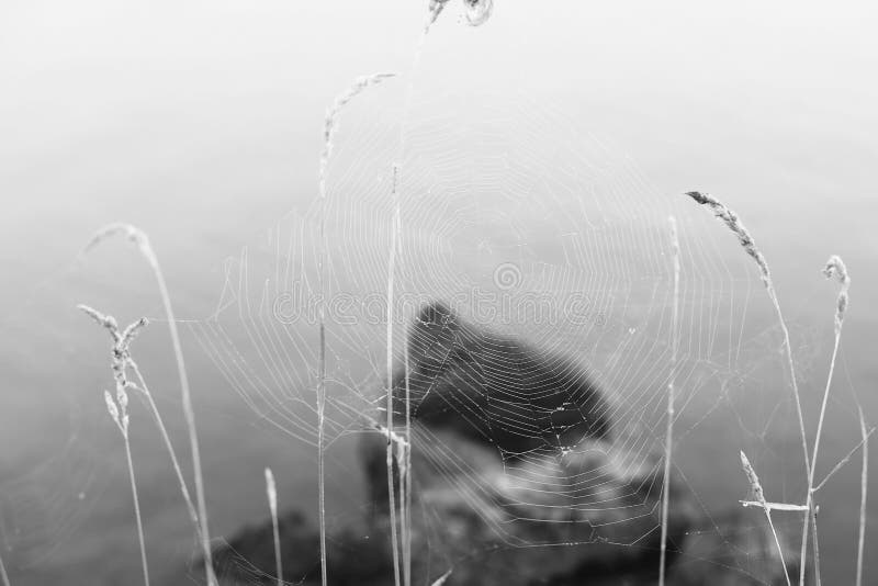 Fog in the Lake. Morning Nature Water White Fog Stock Photo - Image of ...