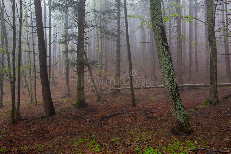 Fog Landscape in Spring Forest Stock Photo - Image of misty, season ...