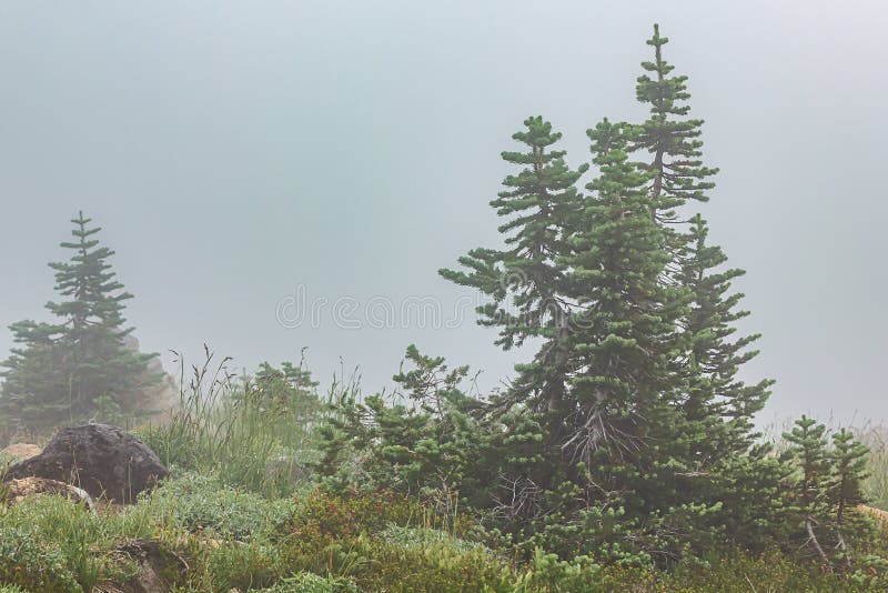 Fog and Mist Create Dim Landscape in Trees Stock Photo - Image of ...