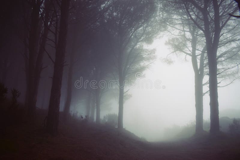 Fog, Mist, Forest, Atmosphere Stock Photo - Image of forest, tree ...