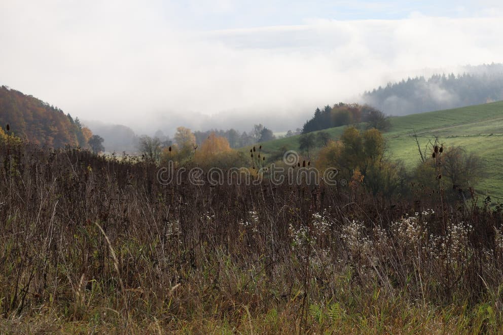 Fog in the mixed Forest stock image. Image of ground - 297063535