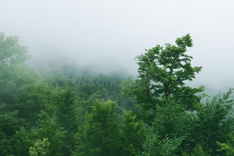 Fog in the Green Mountain Forest. Beautiful Natural Landscape. Stock ...