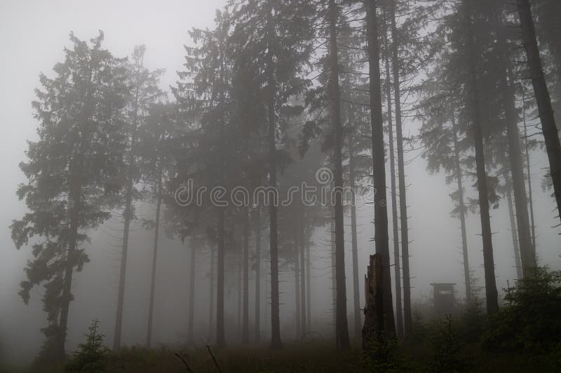 Fog in a needle forest stock photo. Image of needle - 322542044