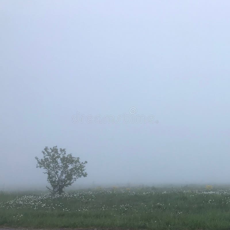 Fog outside stock image. Image of foggy, outside, beautiful - 159696911