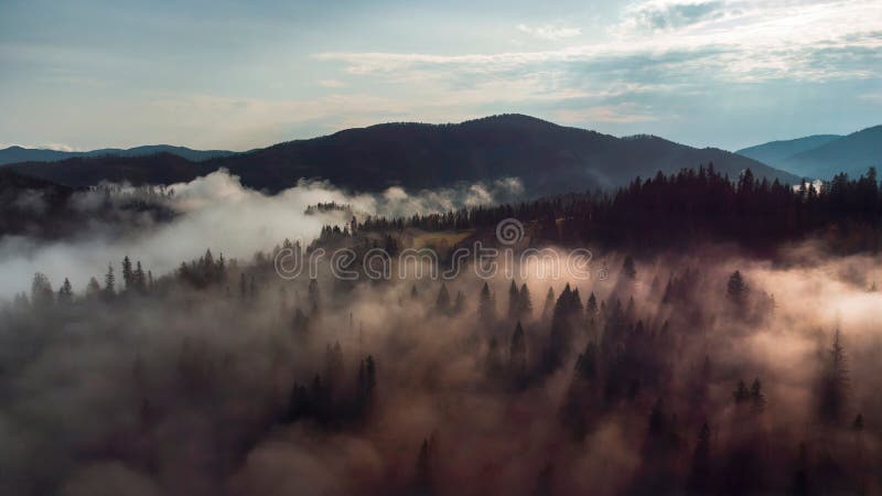 Fog Over the Coniferous Forest. Mountains in Ukraine Stock Image ...
