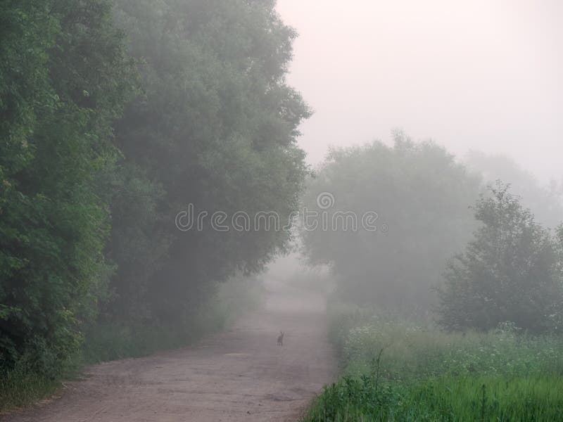 Fog Over Country Road at Sunrise in Summer Stock Image - Image of ...