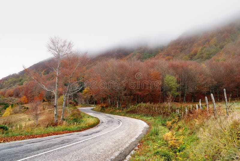 Road to the forest stock photo. Image of country, fresh - 29987772