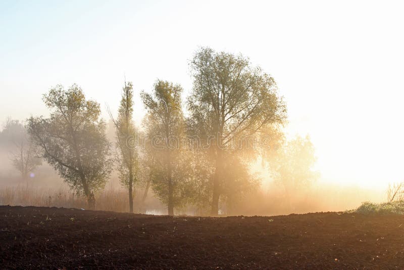 Fog Over the Lake at Sunrise. Lake and Trees in Dense Fog Stock Photo ...