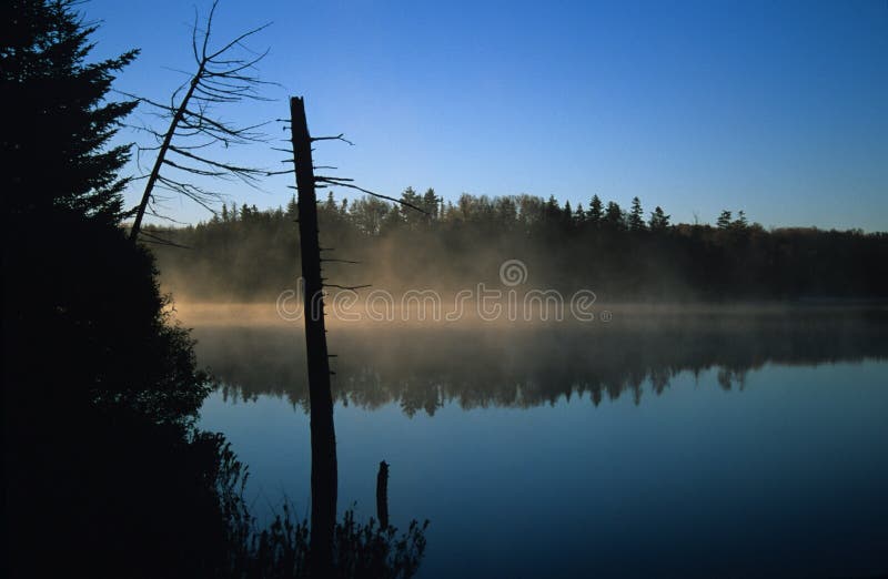 Fog over pond stock photo. Image of forest, branches, peaceful - 69534