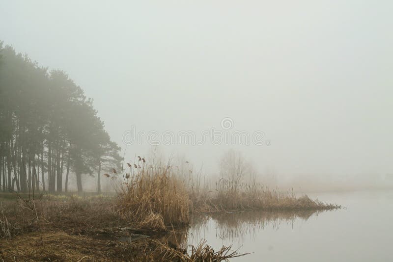 Fog over the river stock photo. Image of pine, river - 85906262