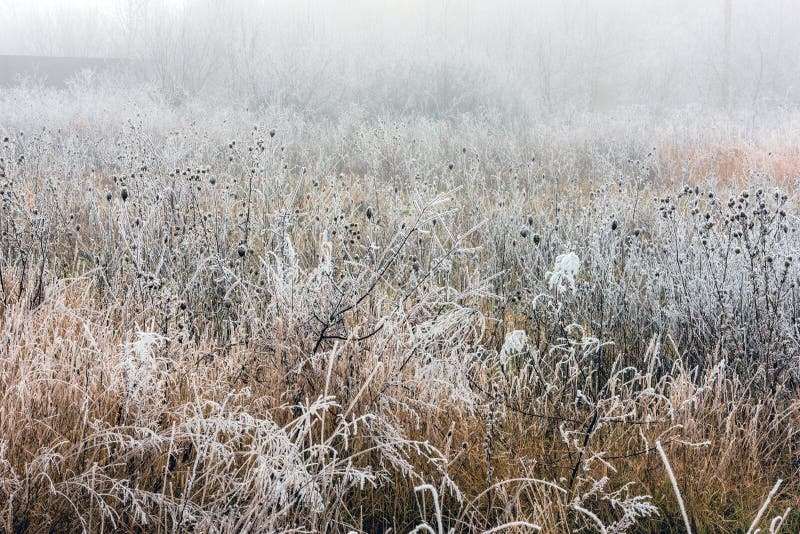 Fog Over the Winter Field with a Weeded Weed Stock Image - Image of ...