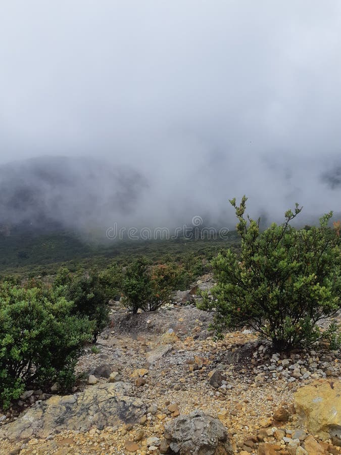 Fog on papandayan mountain stock photo. Image of tree - 263297926 Fog on papandayan mountain stock photo. Image of tree - 263297926
