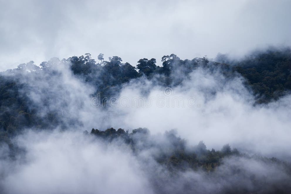 Fog Passing through the Forest Stock Image - Image of forests, mist ...