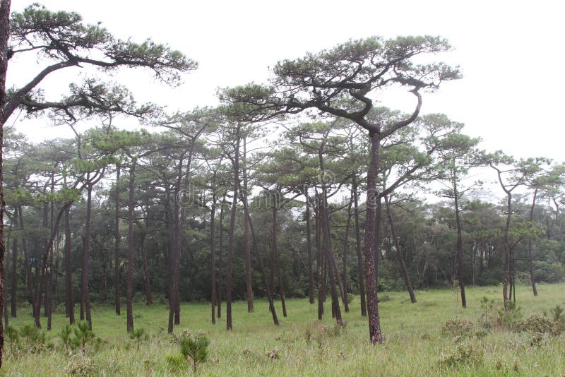 Fog pine forest stock image. Image of branch, background - 35811549