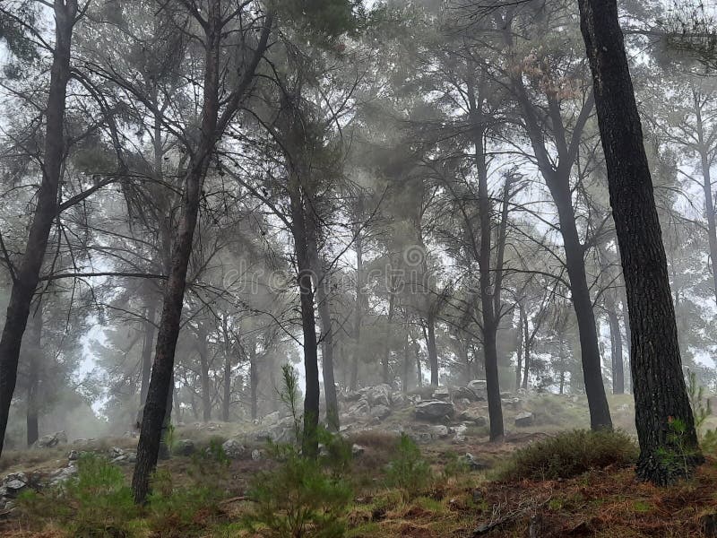 Fog among the Pine Trees, Galilee, Israel Stock Photo - Image of israel ...