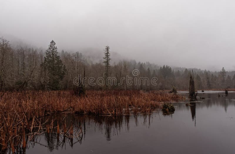 Fog on the Pond stock image. Image of pond, mountain - 91523885