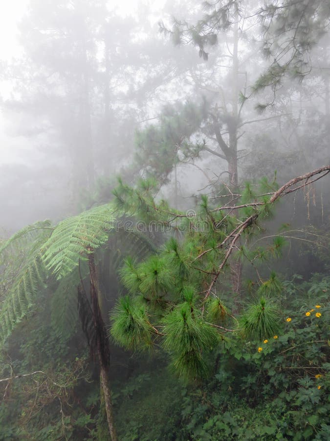 Fog in rainforest stock photo. Image of palm, philippine - 264383466