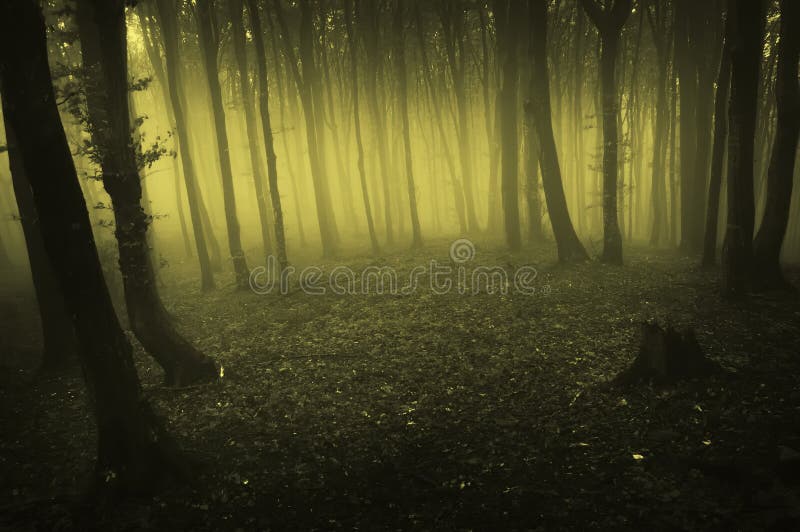 Fog Rising in Dark Forest at Morning Stock Photo - Image of misty ...