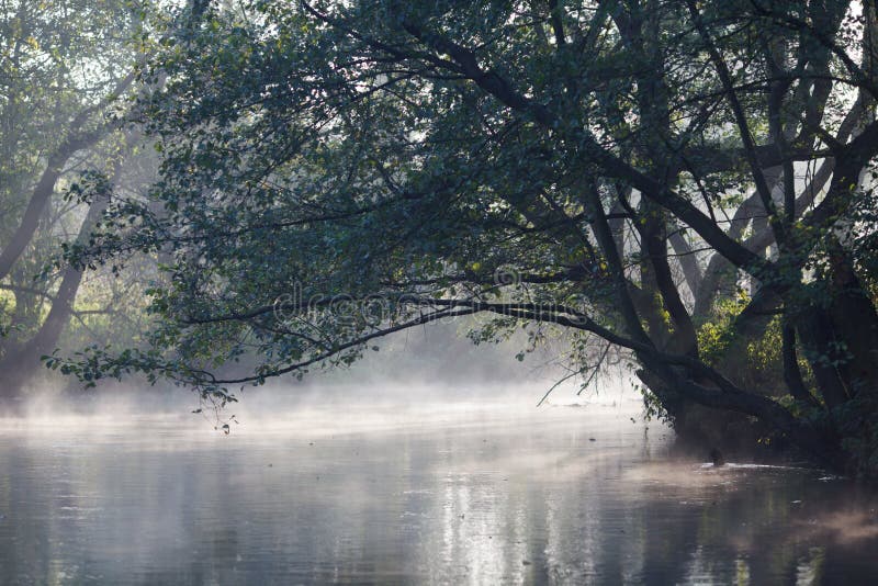 Fog river stock photo. Image of pattern, abstract, grass - 21763350