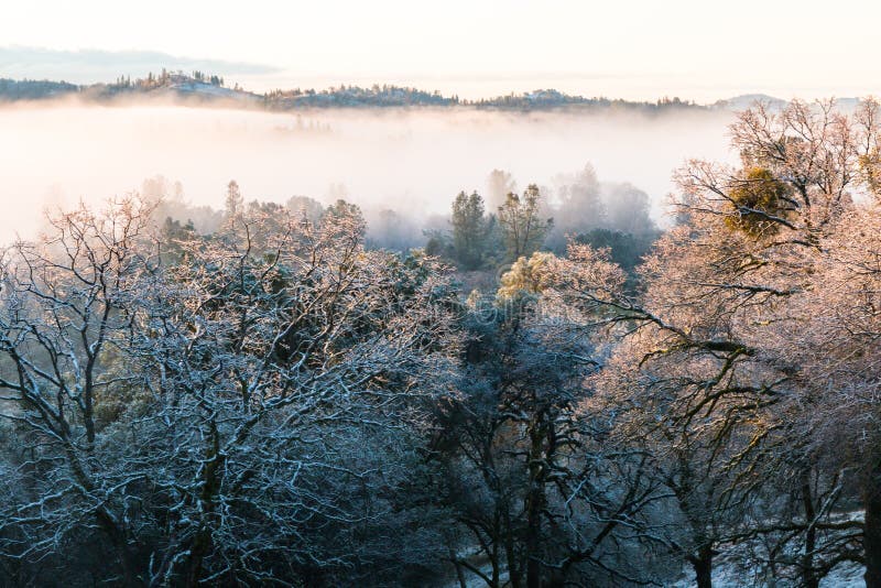 Fog Rolling through the Forest Stock Image - Image of outdoor, flowers ...
