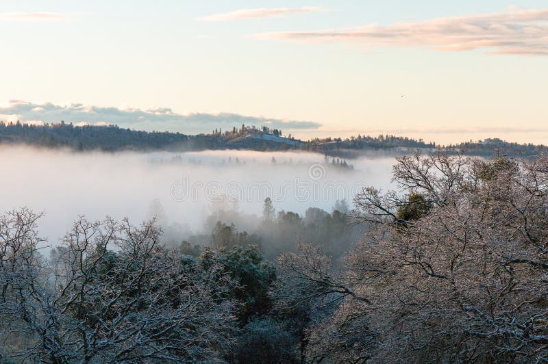 Fog Rolling through the Forest Stock Image - Image of wood, nature ...