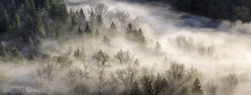 Fog Rolling Over Forest in Oregon Stock Photo - Image of wilderness ...