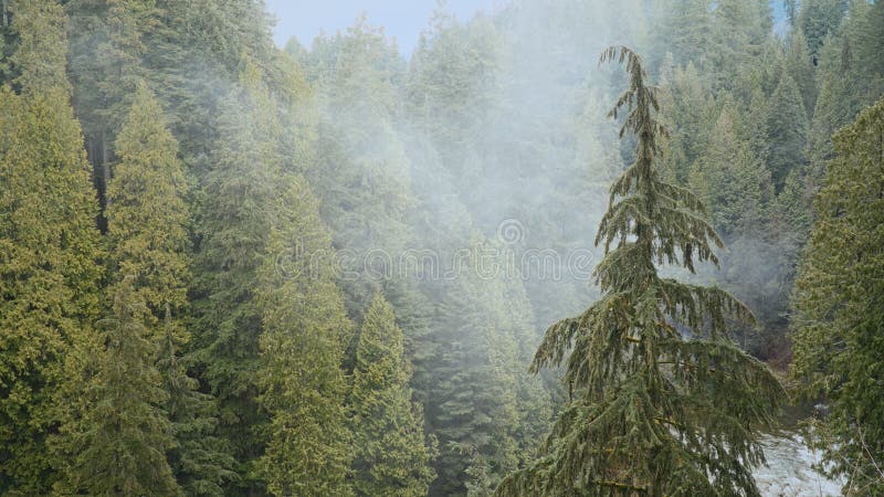 Fog Rolling Over Lush Green Coniferous Forest Stock Photos - Free ...