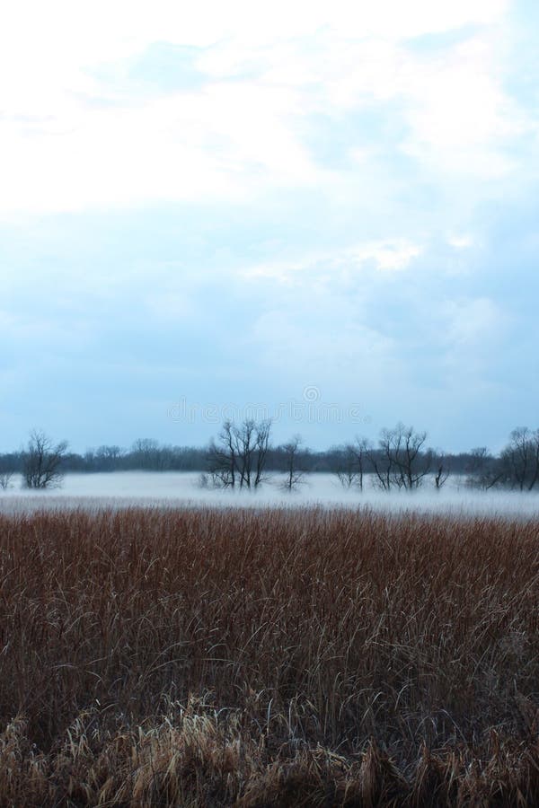 Fog Rolling in Over Wetlands and Deciduous Trees in the Winter in ...